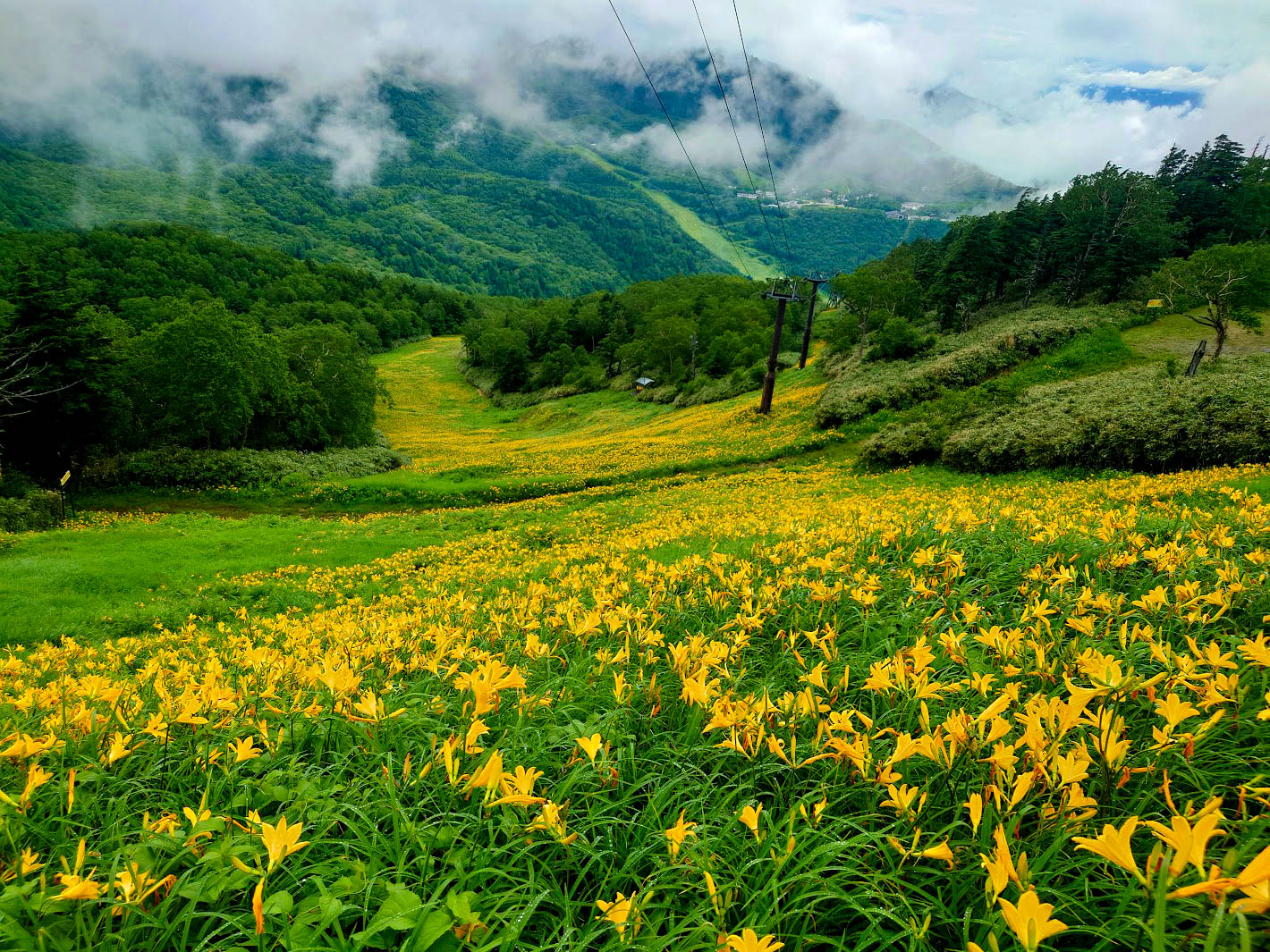 Shiga Kogen Golden Line | Trekking | Shiga Kogen Nature Conservation Center